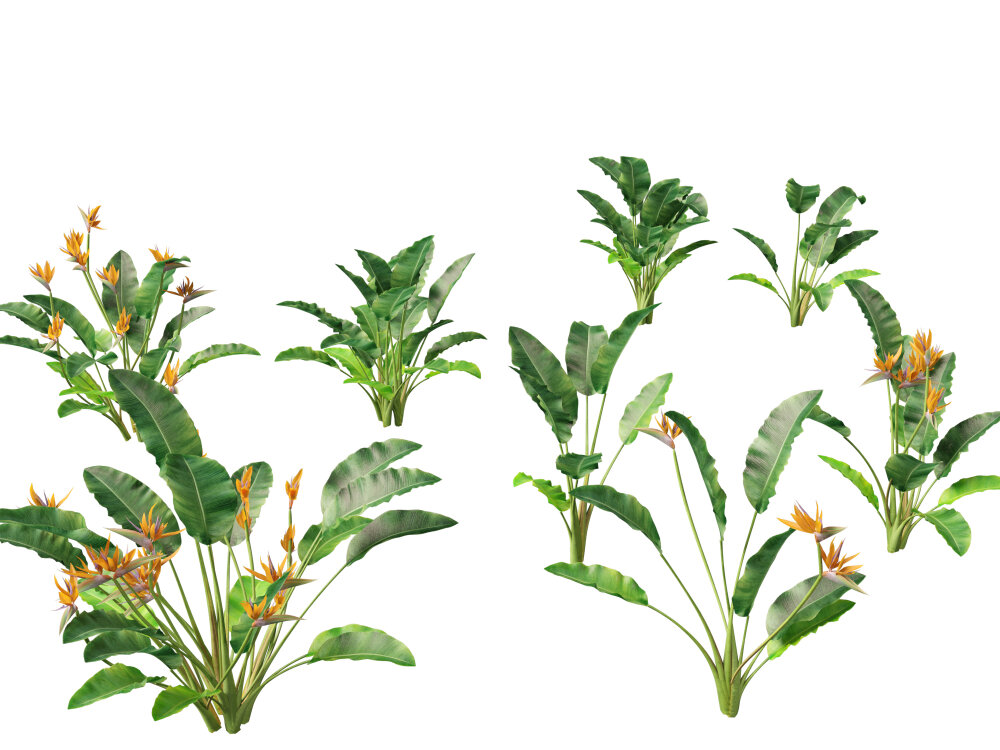 Strelitzia Reginae Paradiesvogelblume 3D-Modell - Herunterladen Blumen ...