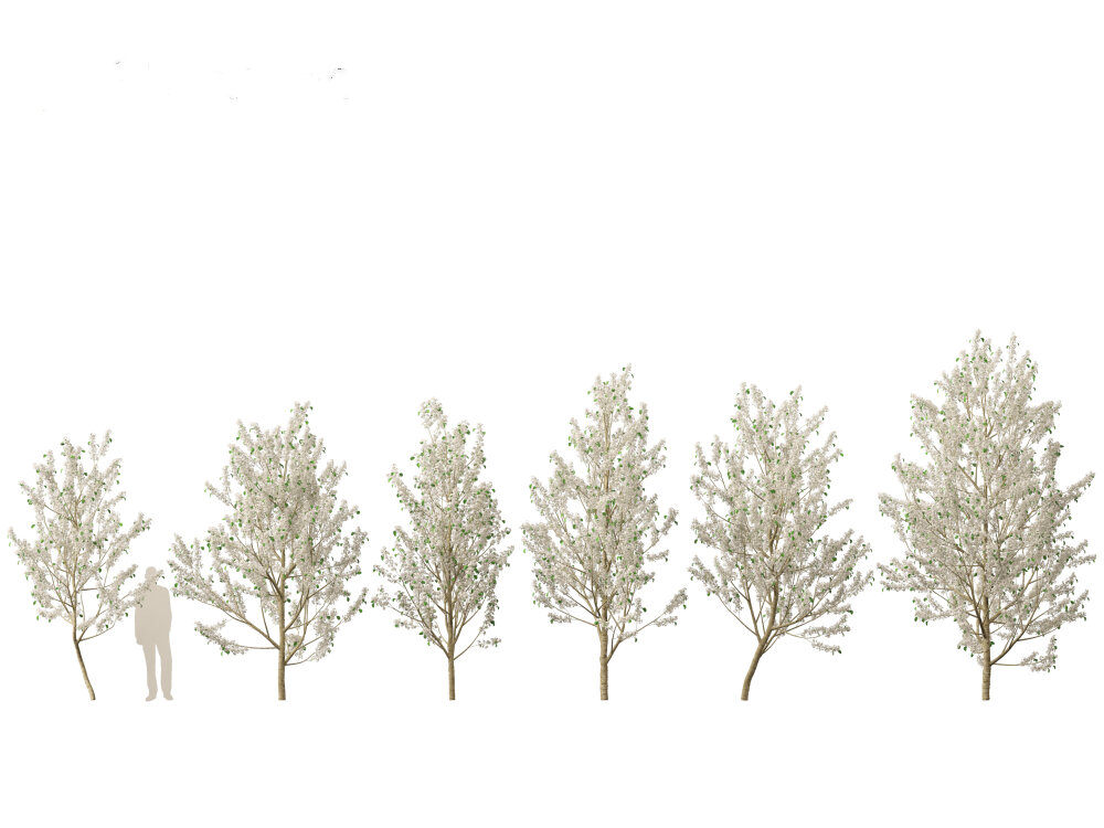Pyrus Calleryana Winter Glow – Ornamental Pear 3D model - Download ...