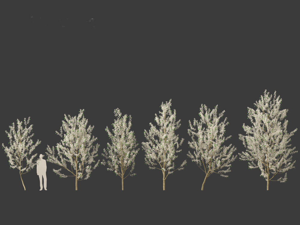 Pyrus Calleryana Winter Glow – Ornamental Pear 3D model - Download ...