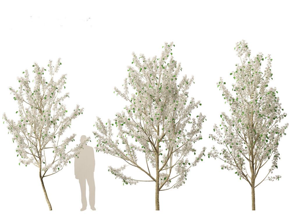 Pyrus Calleryana Winter Glow – Ornamental Pear 3D model - Download ...