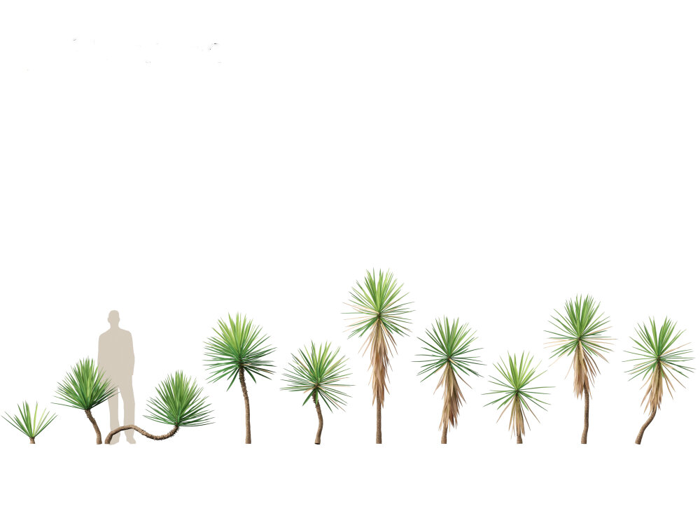 Yucca Aloifolia – Aloe Yucca Dagger Plant 3D model - Download Bushes on ...