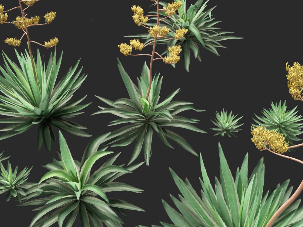 Agave Angustifolia – Variegated Caribbean Agave 3D model - Download ...