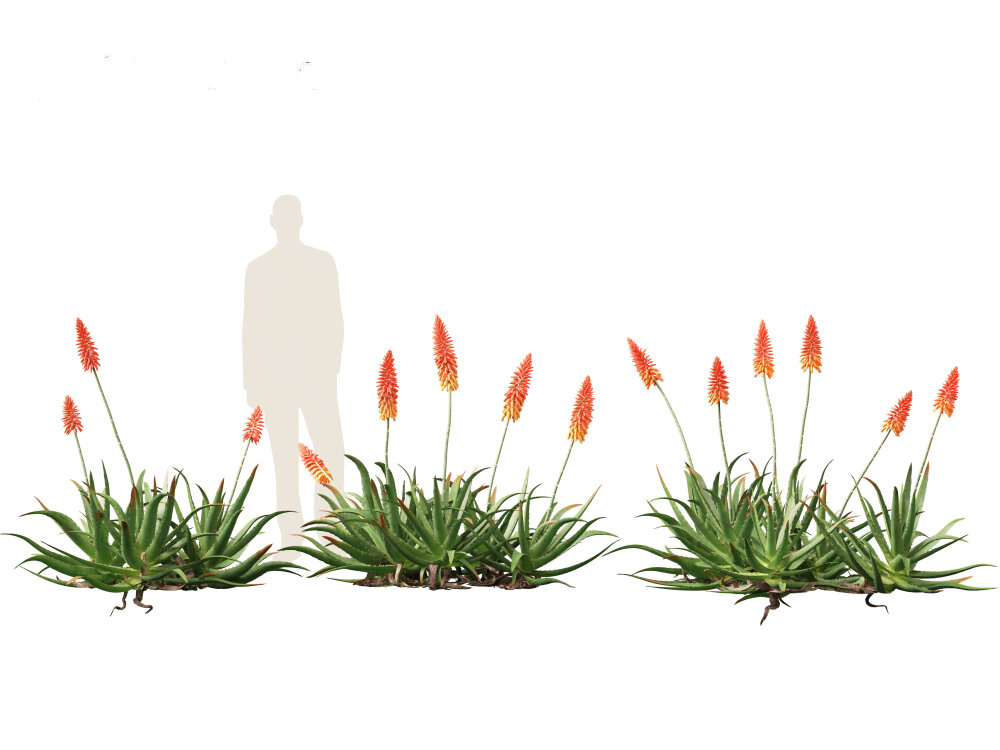 Aloe Barbadensis – Aloe Vera 3D model - Download Bushes on 3DModels.org