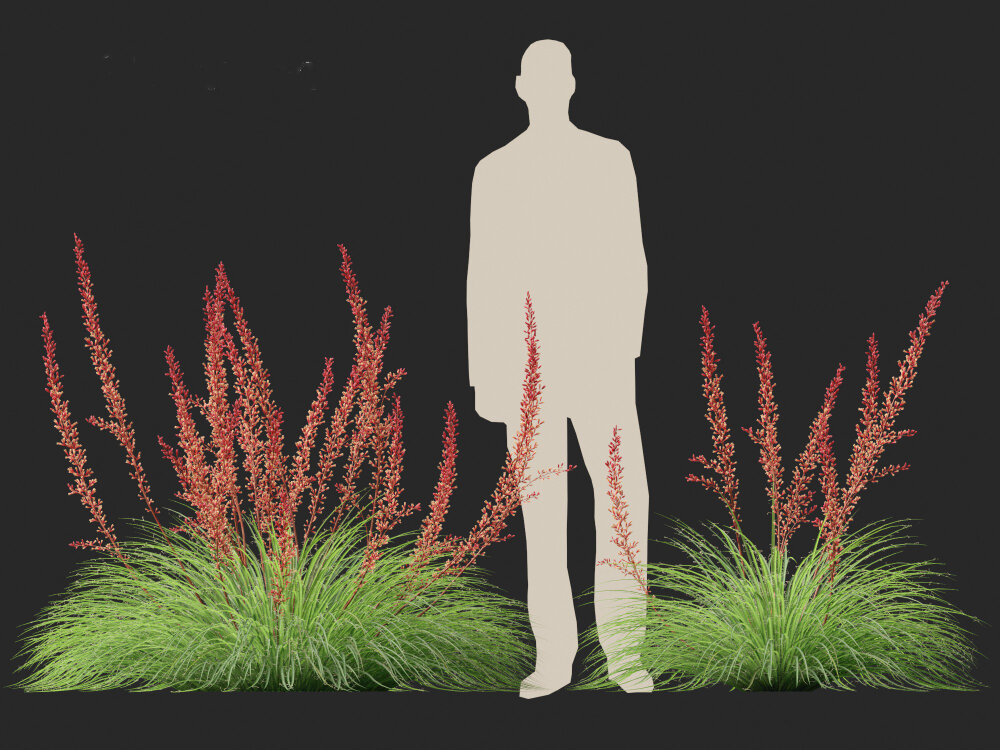 Hesperaloe Parviflora – Redflower False Yucca 3D model - Download Grass ...