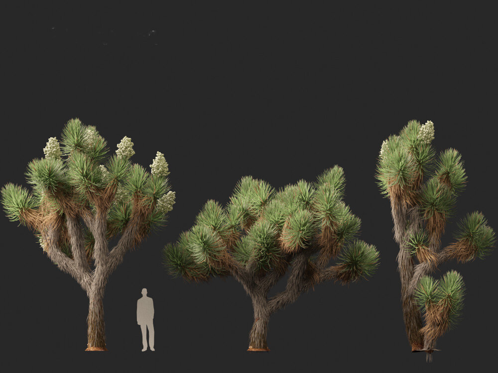 Yucca Brevifolia – Joshua Tree 3D model - Download Bushes on 3DModels.org