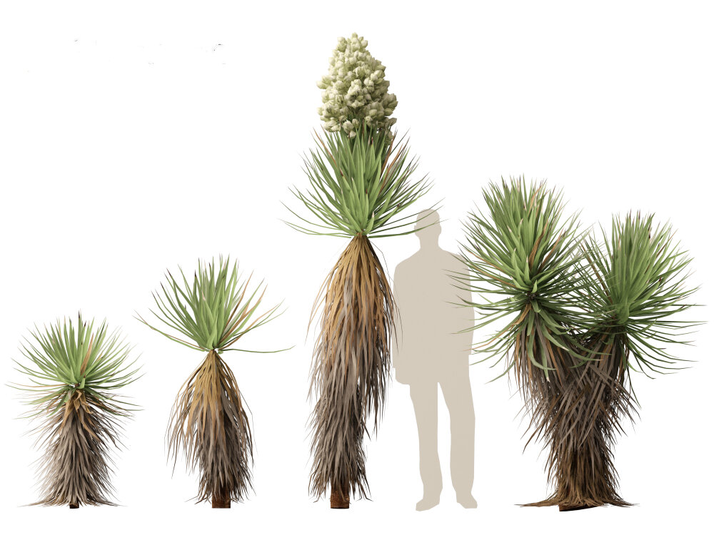 Yucca Brevifolia – Joshua Tree 3D model - Download Bushes on 3DModels.org