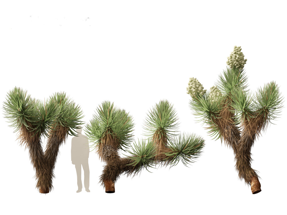 Yucca Brevifolia – Joshua Tree 3D model - Download Bushes on 3DModels.org