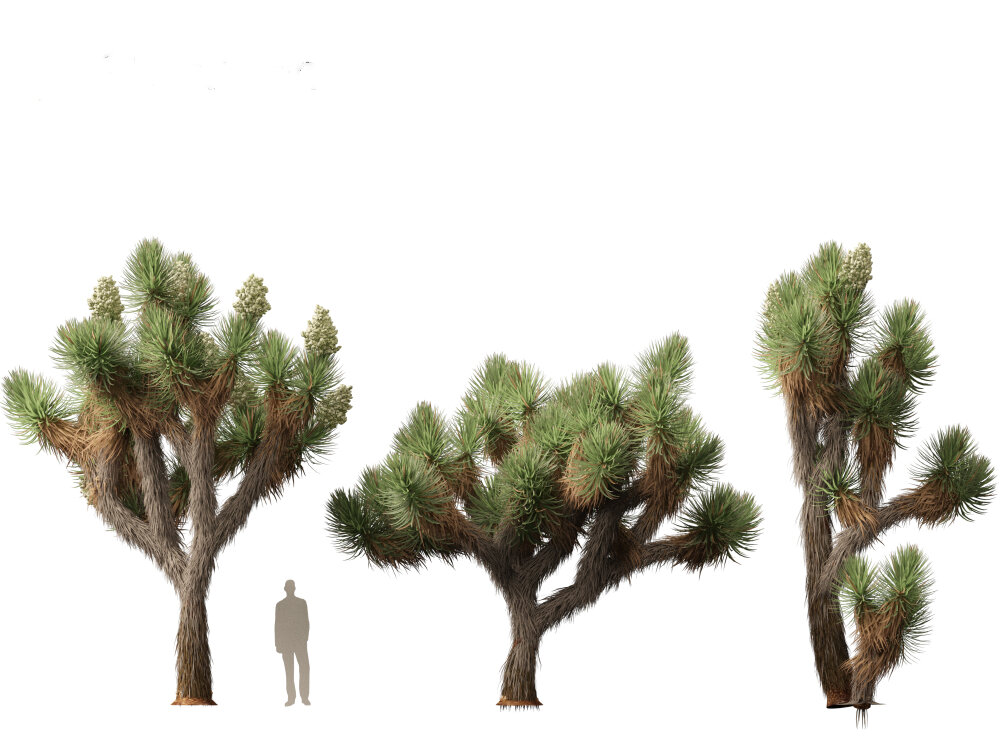 Yucca Brevifolia – Joshua Tree 3D model - Download Bushes on 3DModels.org