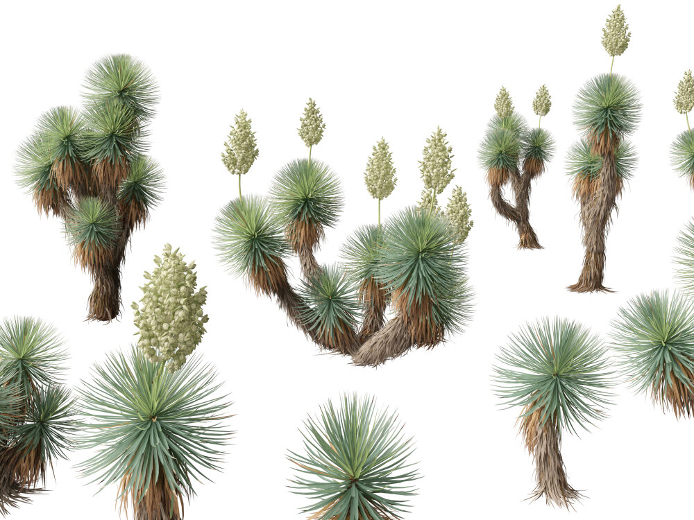 Yucca Thompsoniana – Beaked Yucca 3D model - Download Bushes on ...
