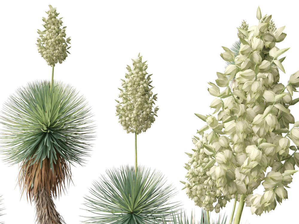 Yucca Thompsoniana – Beaked Yucca 3D model - Download Bushes on ...