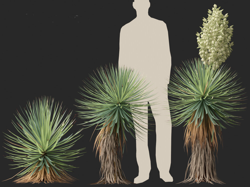 Yucca Thompsoniana – Beaked Yucca 3D model - Download Bushes on ...