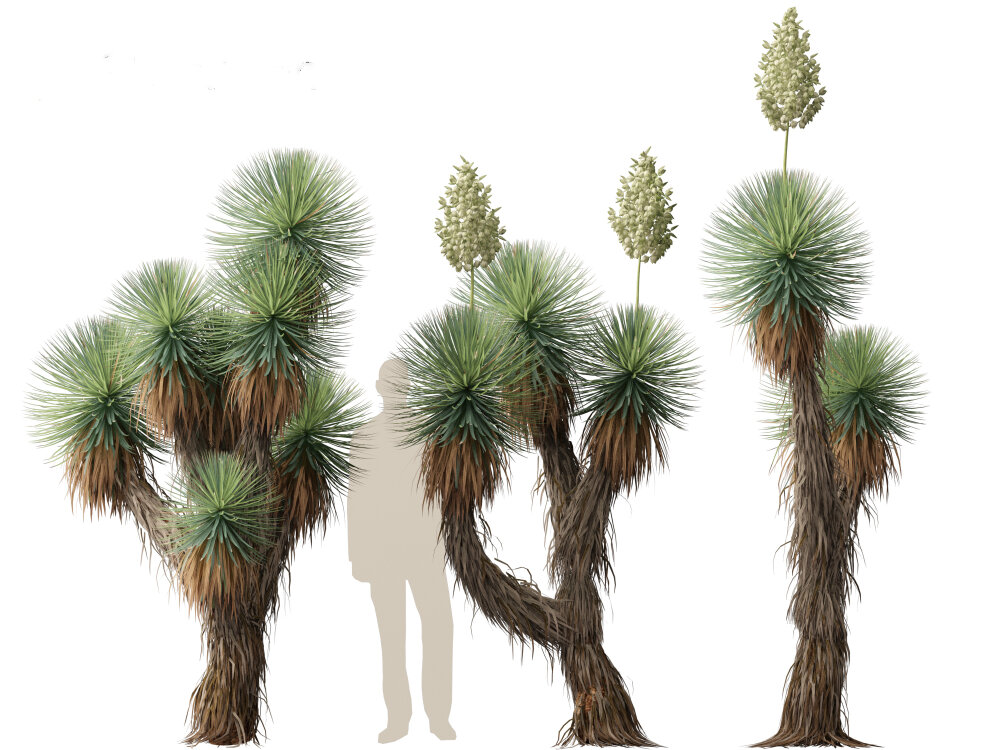 Yucca Thompsoniana – Beaked Yucca 3D model - Download Bushes on ...