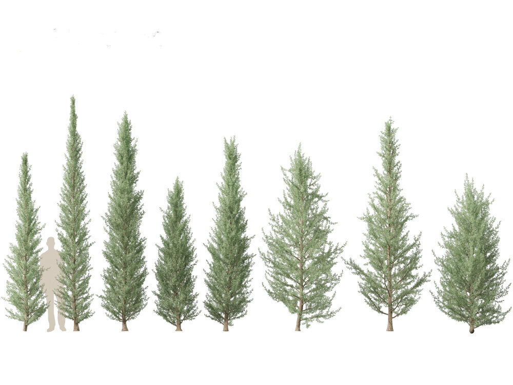 Cedrus Atlantica Glauca Fastigiata – Columnar Blue Atlas Cedar 3D model ...
