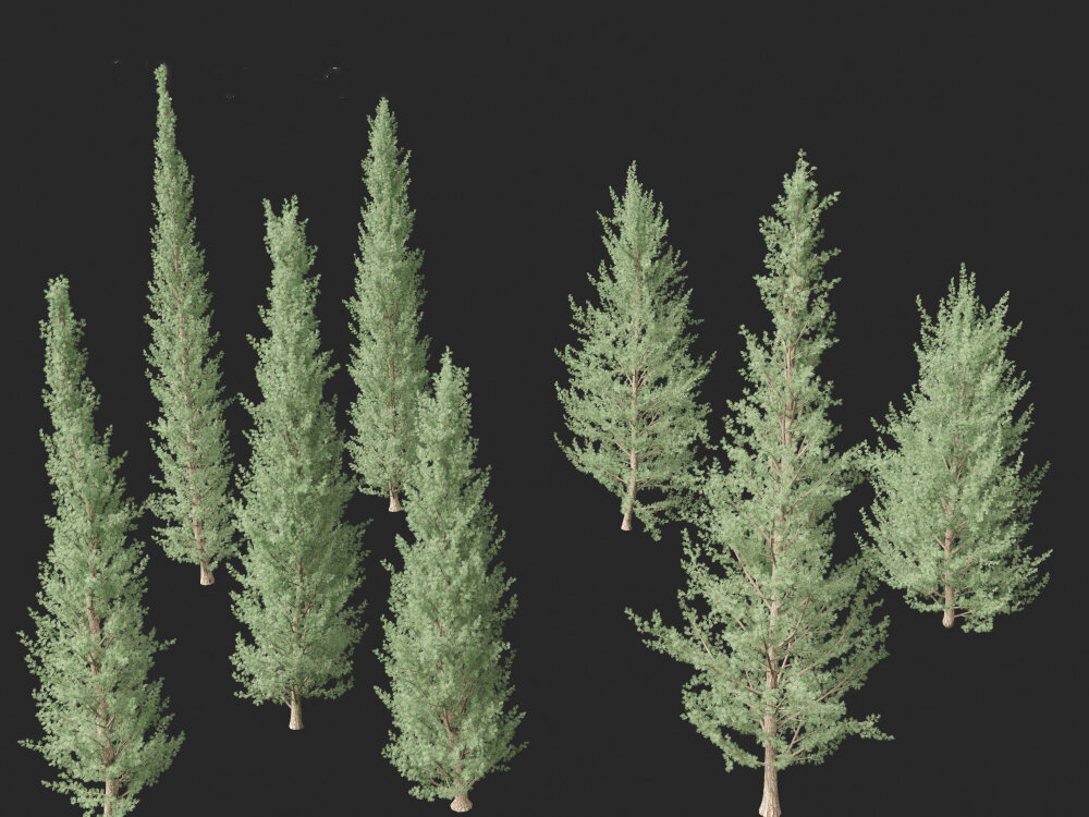 Cedrus Atlantica Glauca Fastigiata – Cedro Azul del Atlas Columnar ...