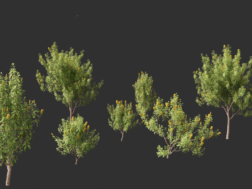 Banksia Integrifolia – Coast Banksia 3D model - Download Trees on ...
