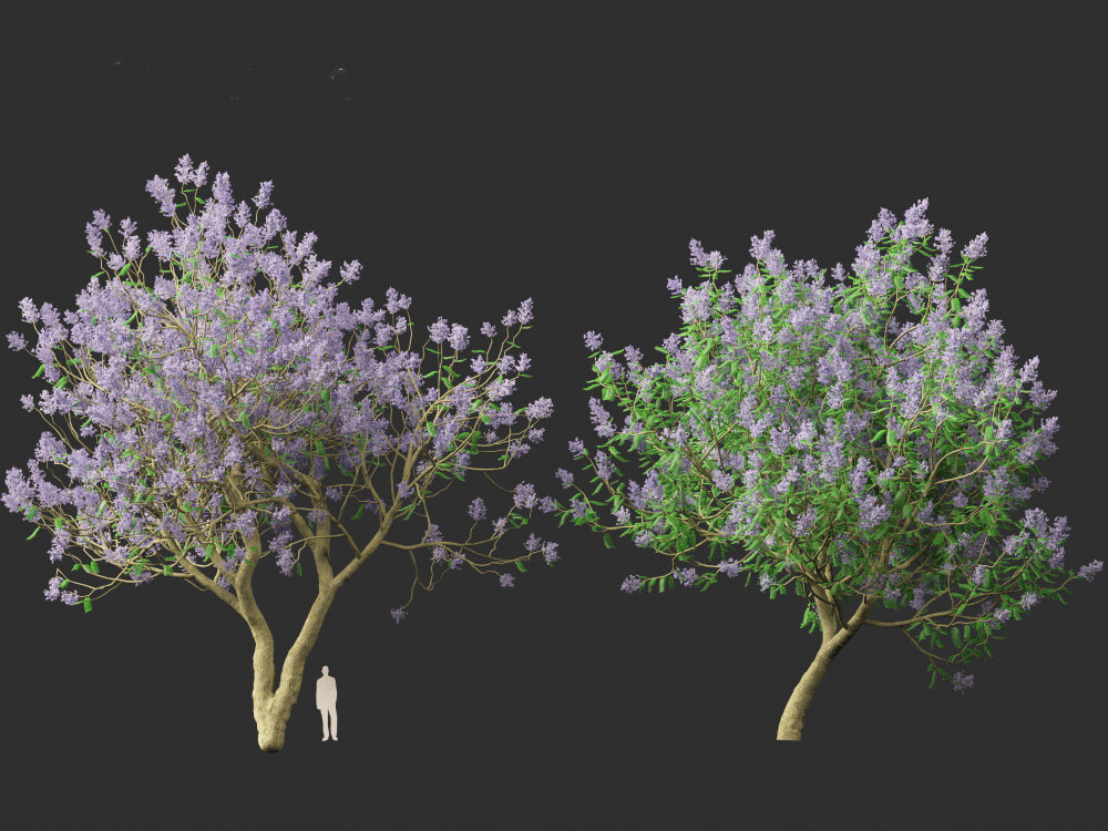 Árbol de Jacaranda Mimosifolia Modelo 3D - Descargar Árboles activado ...