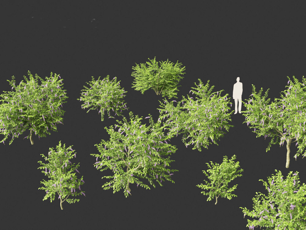 Duranta Repens – Pigeon Berry 3D model - Download Bushes on 3DModels.org