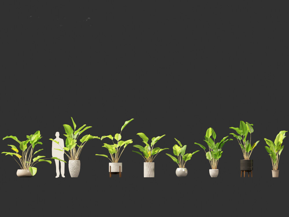 Potted Calathea Lutea – Cuban Cigar Collection 3D model - Download ...
