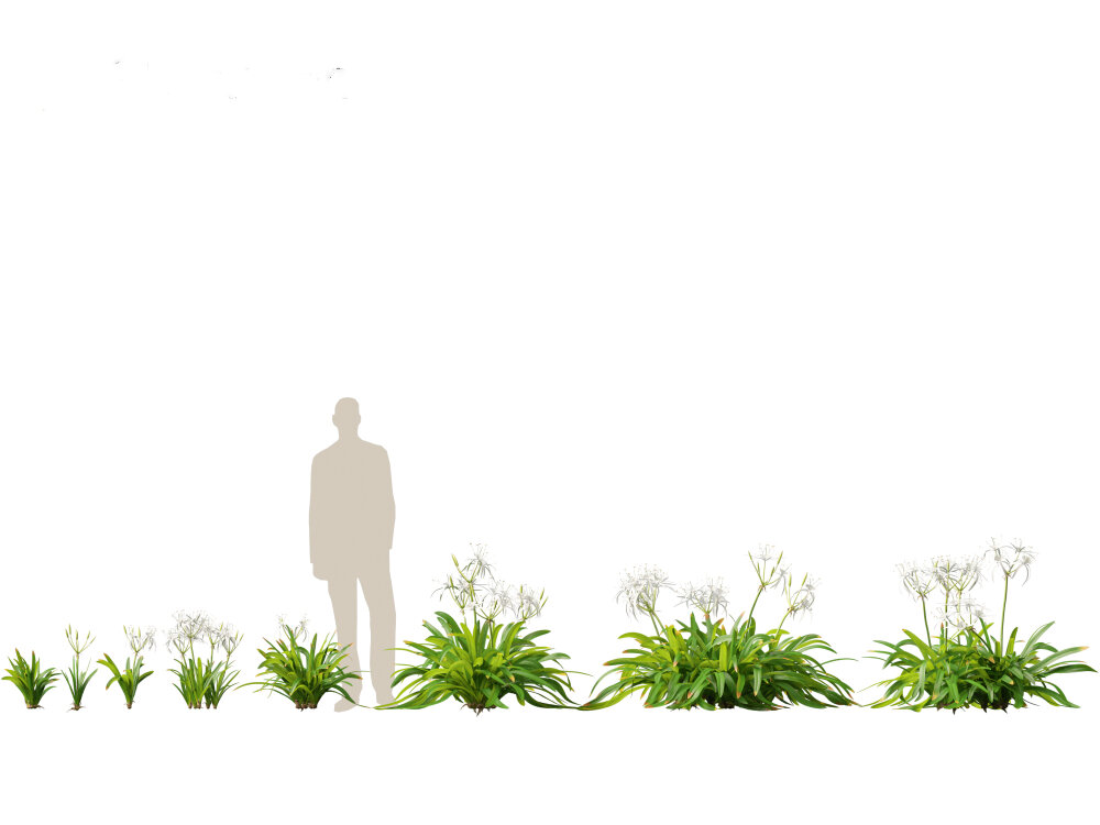 Hymenocallis Littoralis – Spider Lily 3D model - Download Flowers on ...