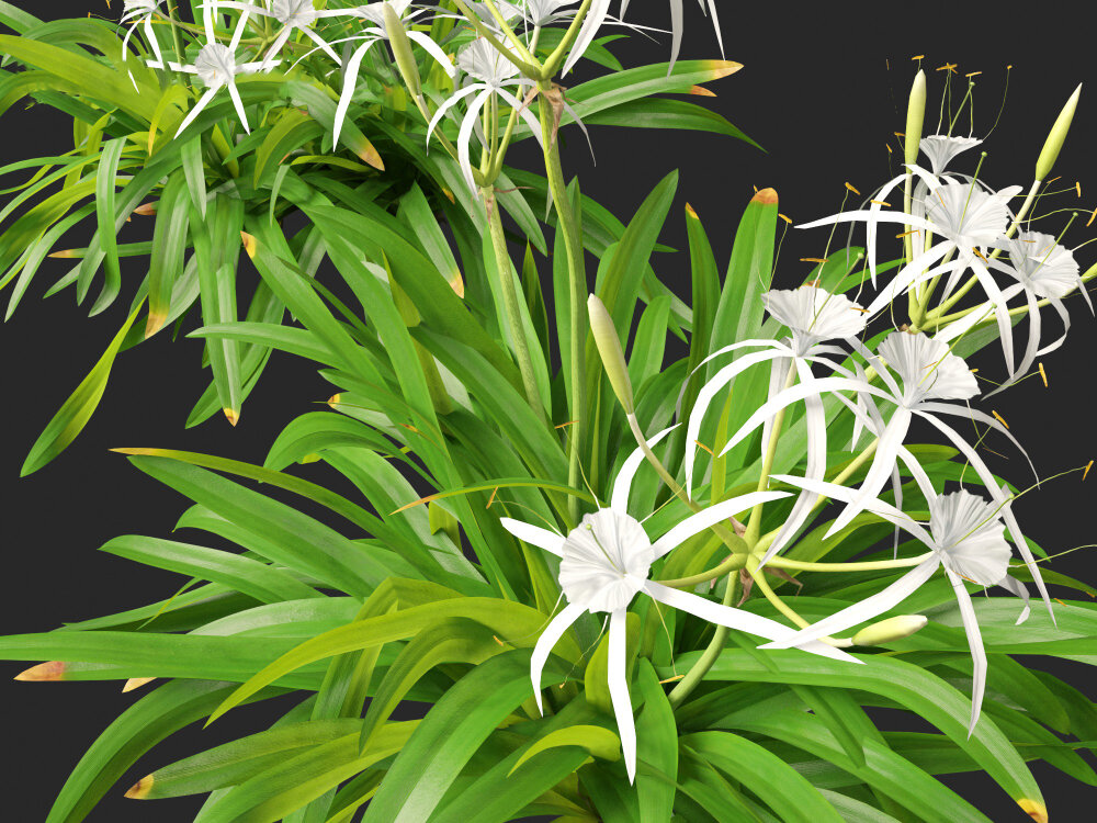 Hymenocallis Littoralis – Spider Lily 3D model - Download Flowers on ...