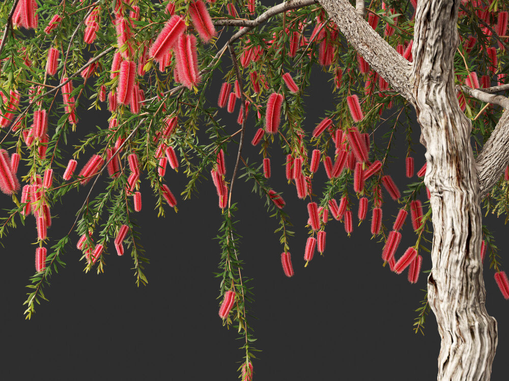 Callistemon Endeavour Bottlebrush 3D model - Download Trees on 3DModels.org