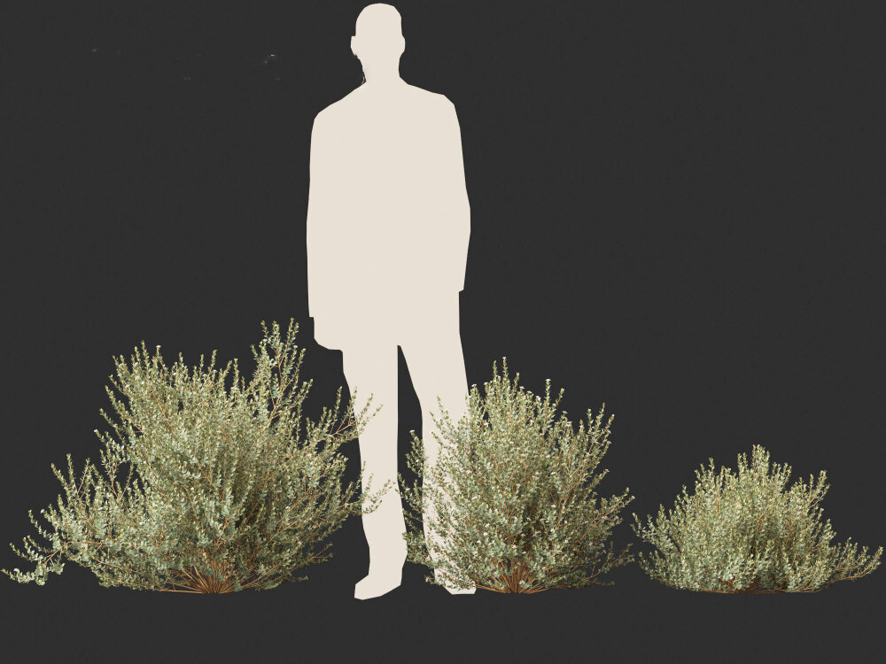 Correa Alba – White Correa 3D model - Download Bushes on 3DModels.org