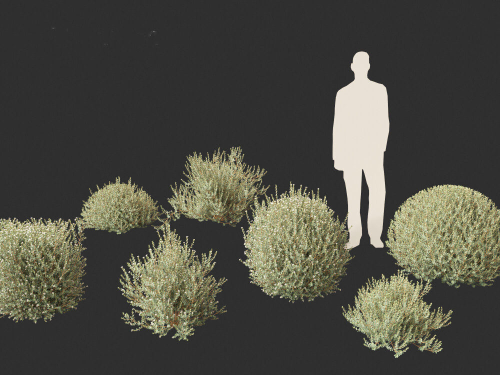 Correa Alba – White Correa 3D model - Download Bushes on 3DModels.org