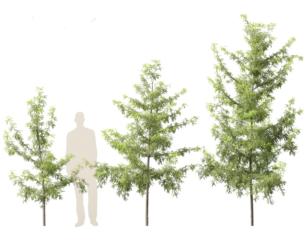 Gleditsia Triacanthos Var Inermis Shademaster Spino di Giuda Modello 3D ...