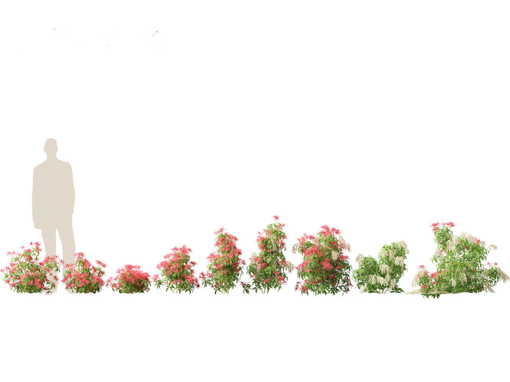 Pieris Japonica Forest Flame Lily Of The Valley Bush Modelo 3D ...