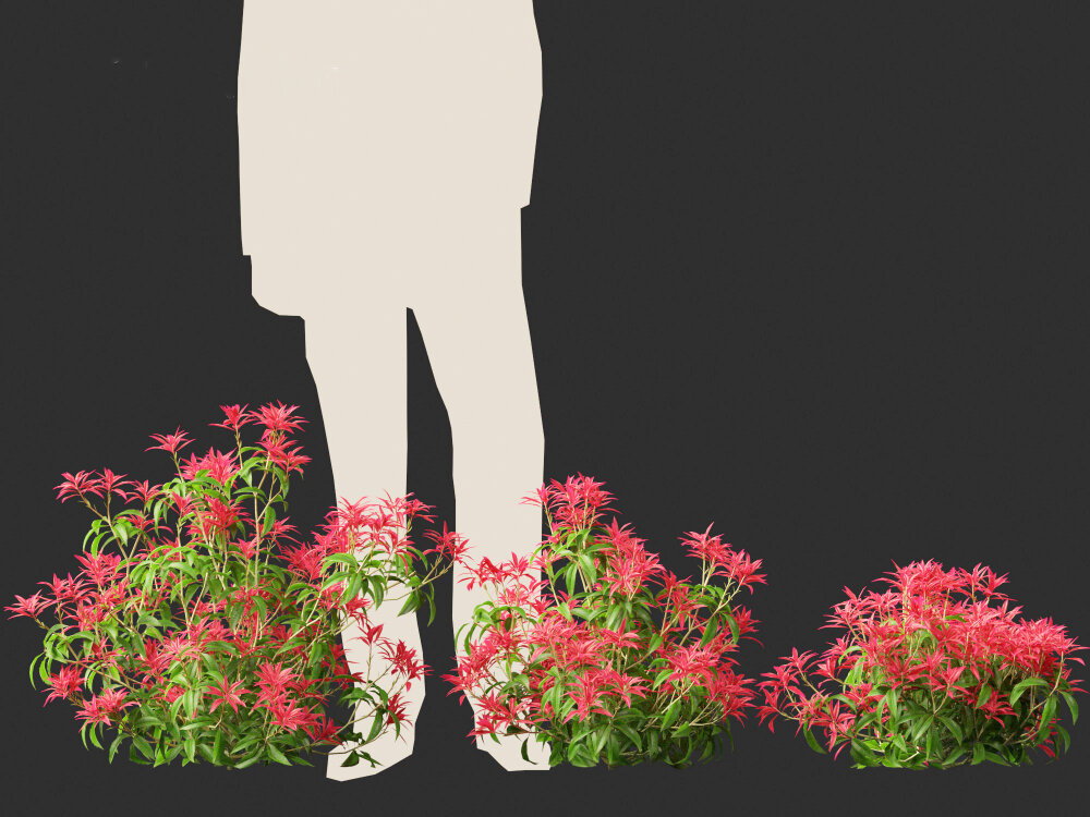 Pieris Japonica Forest Flame Lily Of The Valley Bush 3D model ...