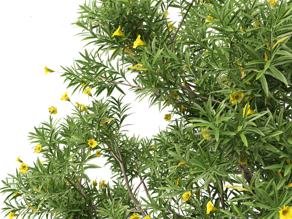 Cascabela Thevetia – Yellow Oleander 3D model - Download Bushes on ...