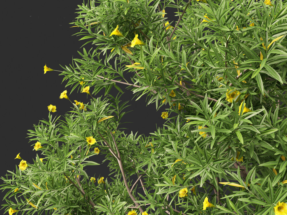Cascabela Thevetia – Yellow Oleander 3D model - Download Bushes on ...