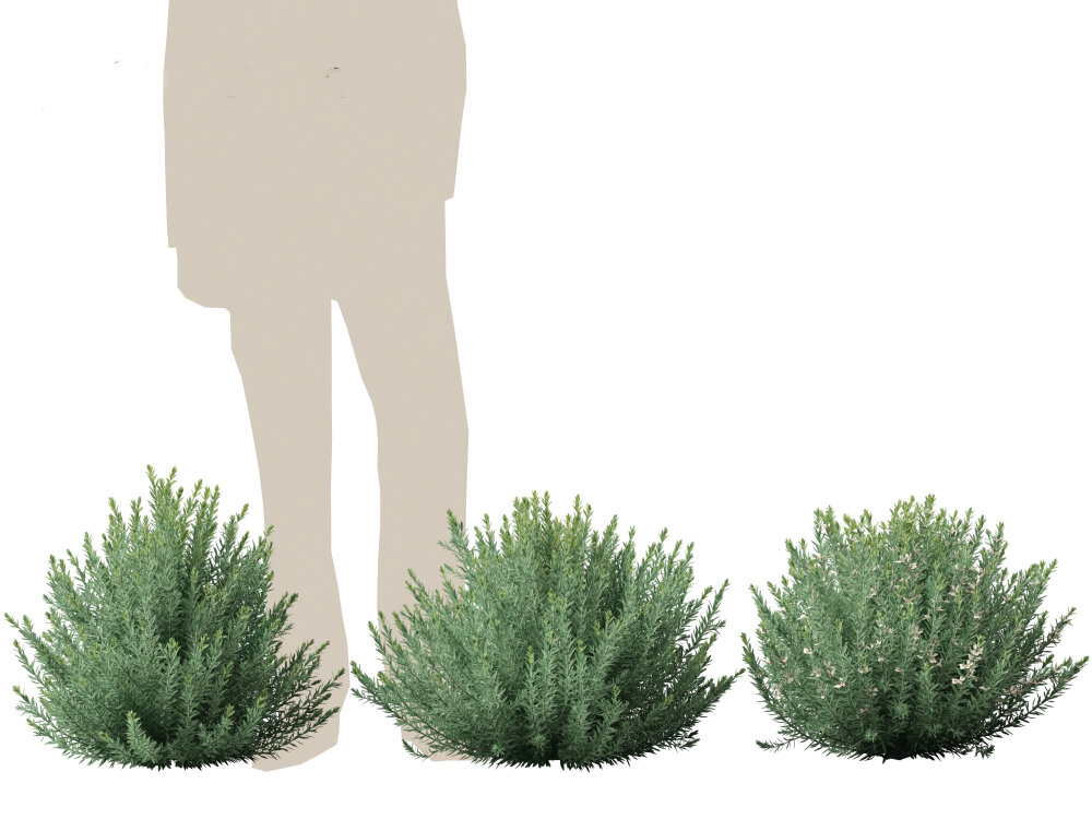 Grey Box Westringia – Native Rosemary 3D model - Download Bushes on ...