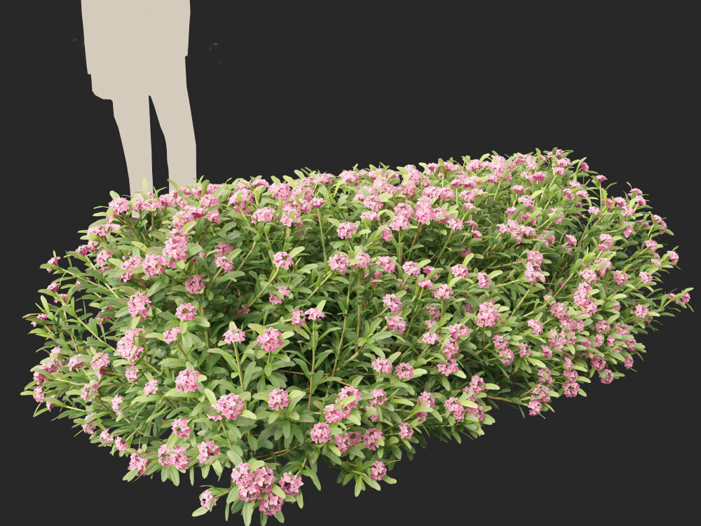 Daphne Spring Pink Eternal Fragrance 3D model - Download Flowers on ...