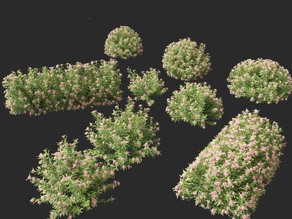 Daphne Spring Pink Eternal Fragrance 3D model - Download Flowers on ...