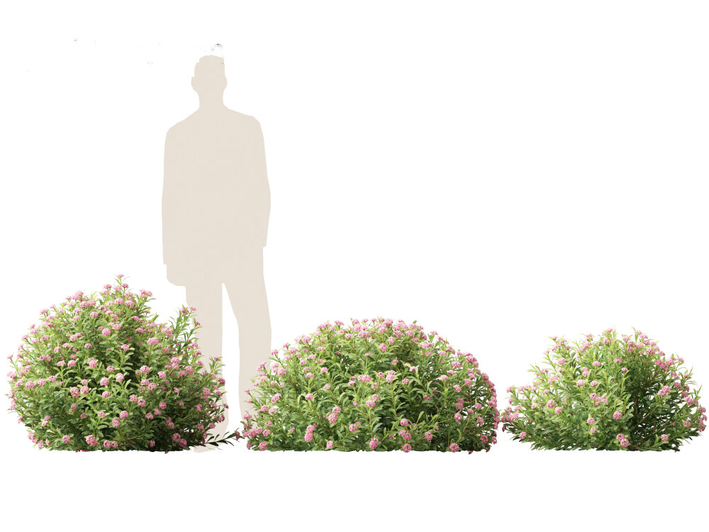 Daphne Spring Pink Eternal Fragrance 3D model - Download Flowers on ...