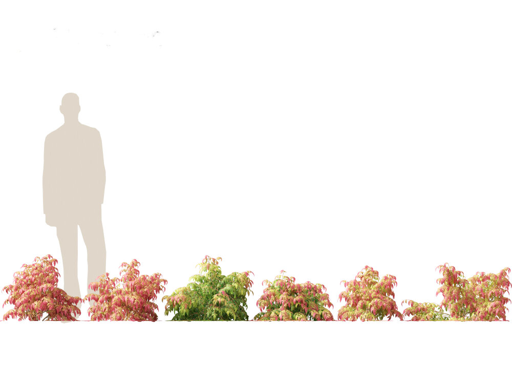 Nandina Pygmaea-dwarf Sacred Bamboo 3D model - Download Bushes on ...