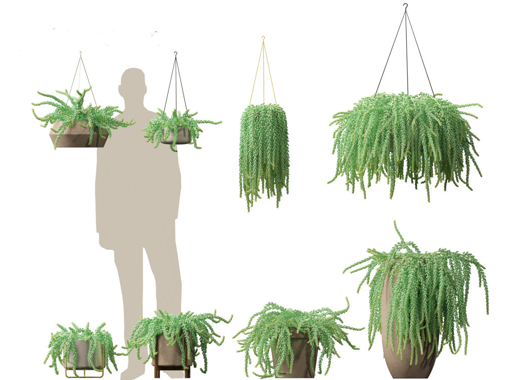 Sedum Morganianum – Burros Tail 3D model - Download Houseplants on ...