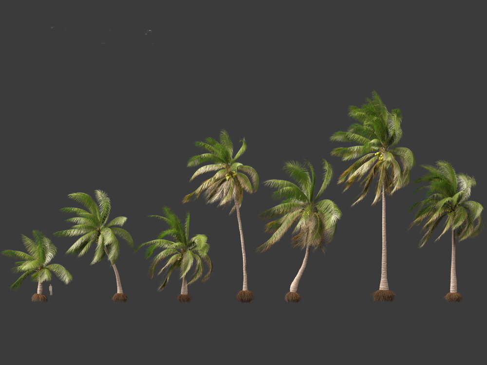Palm Tree Growth Sequence in Various Stages 3D model - Download Trees ...
