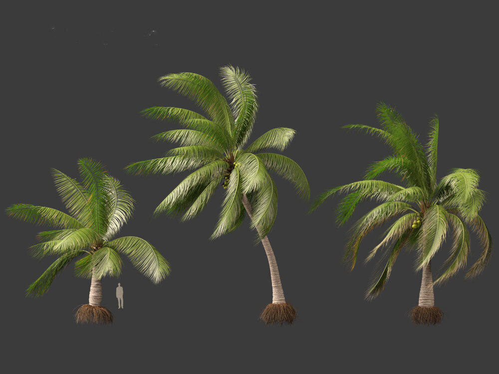 Palm Tree Growth Sequence in Various Stages 3D model - Download Trees ...
