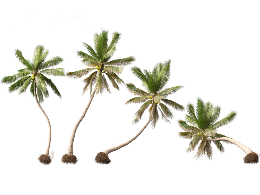 Tropical Palm Trees with Curved Trunks Collection 3D model - Download ...