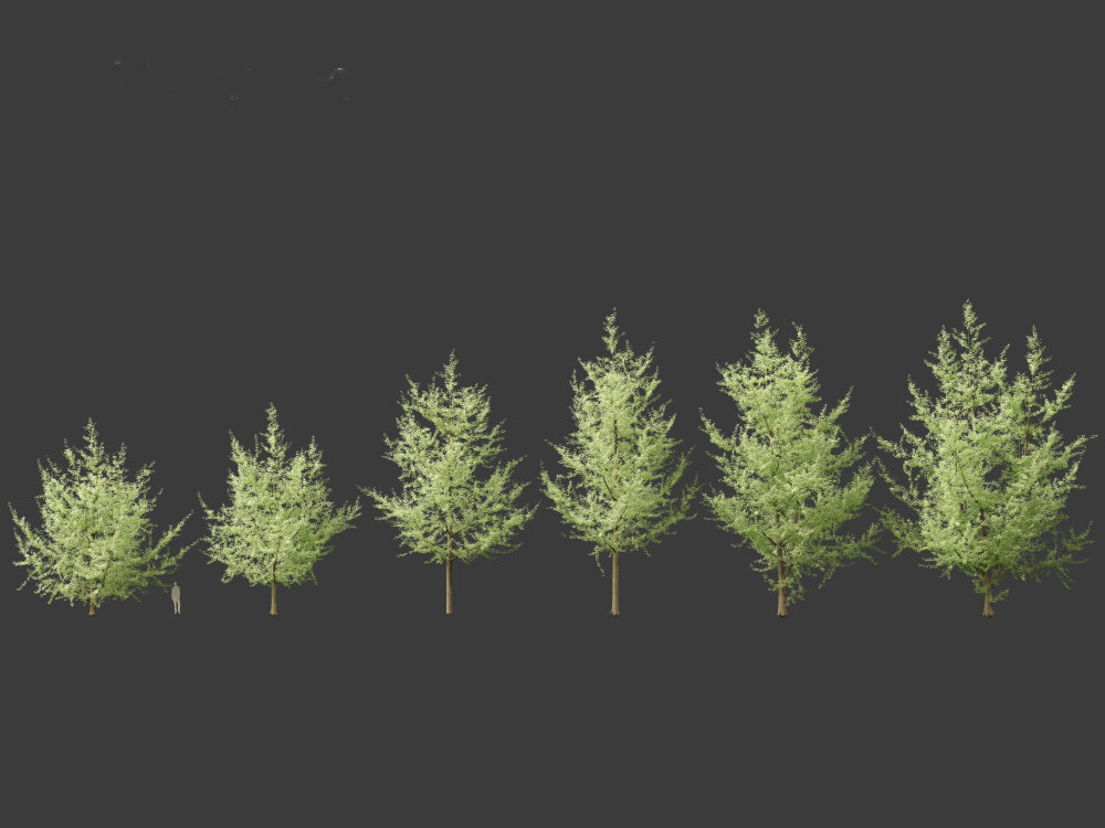 Set of Maidenhair Trees in Varying Heights 3D model - Download Trees on ...