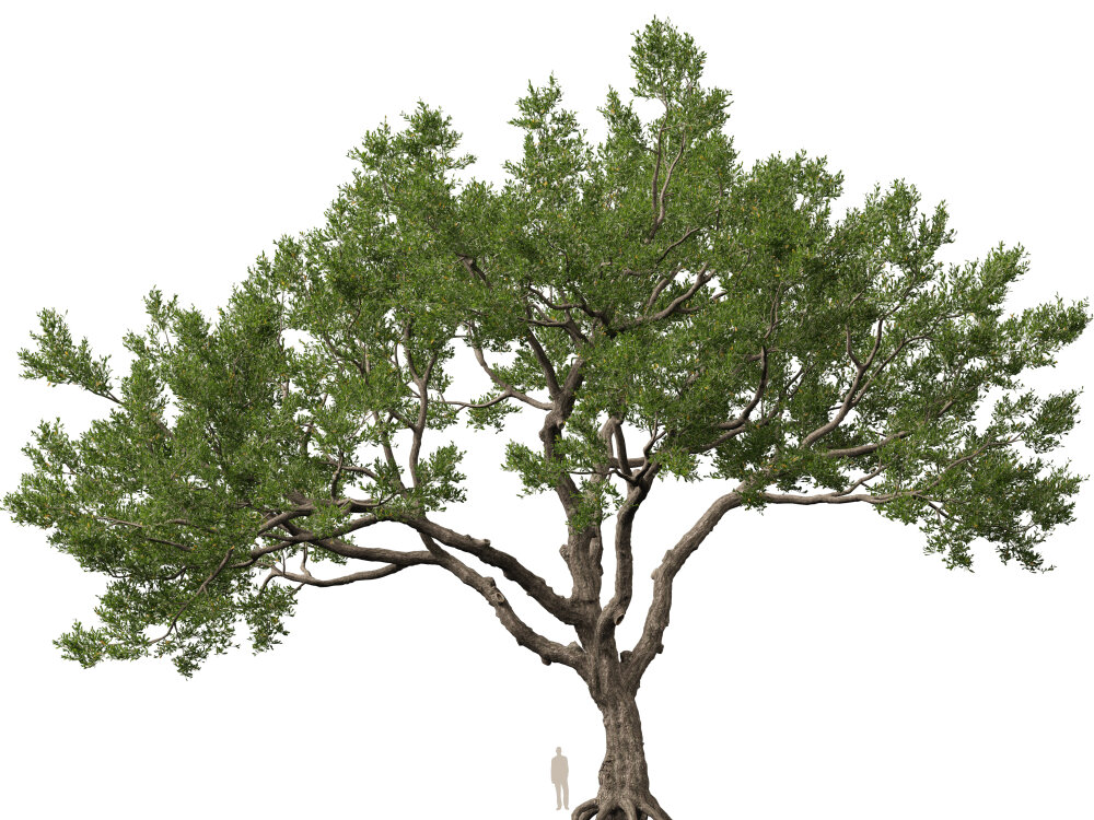 Quercus Virginiana – Live Oak 3D model - Download Trees on 3DModels.org