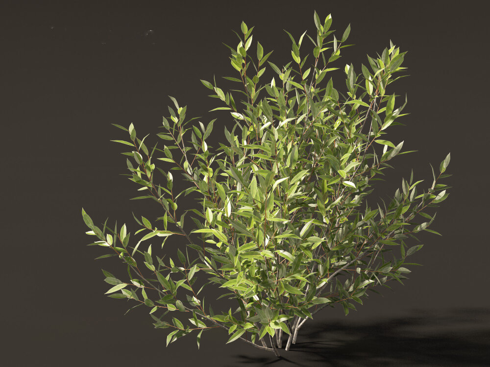 The Bay Willow Bush Series 3D model - Download Trees on 3DModels.org