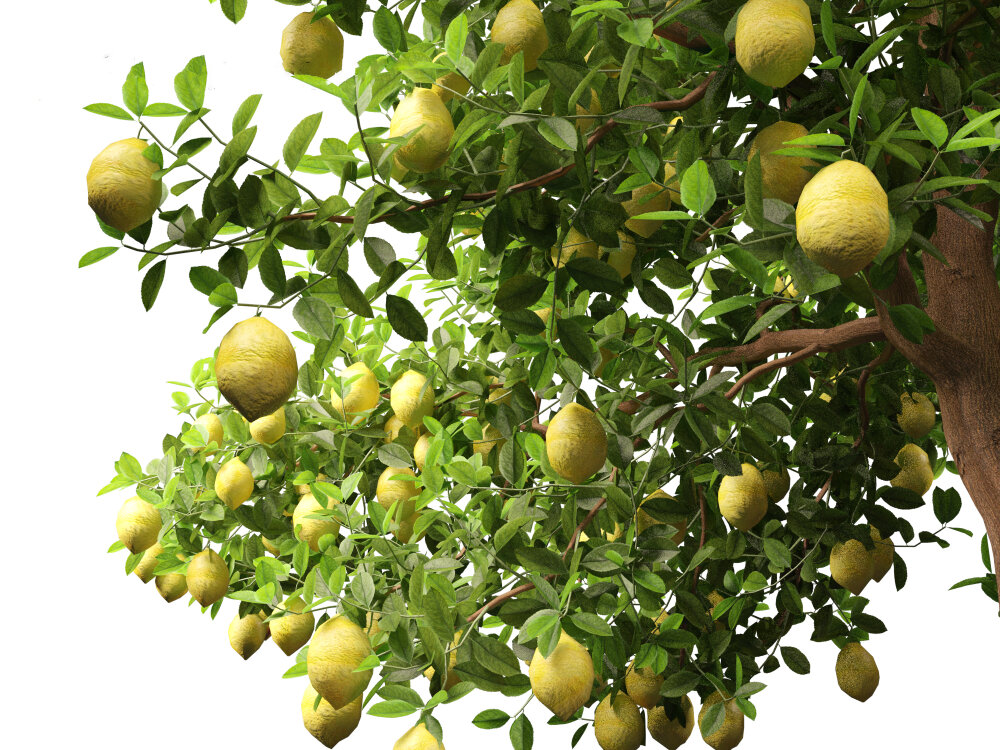 Citrus Limon – Lemon Tree 3D model - Download Trees on 3DModels.org