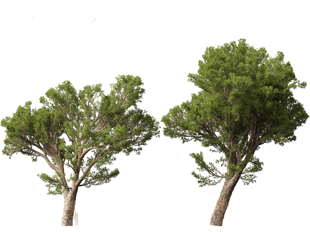 Pinus Halepensis the Aleppo Pine 3D model - Download Trees on 3DModels.org
