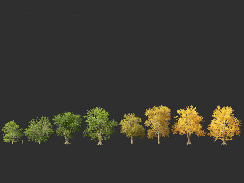 Ulmus Laevis – European White Elm 3D model - Download Trees on 3DModels.org