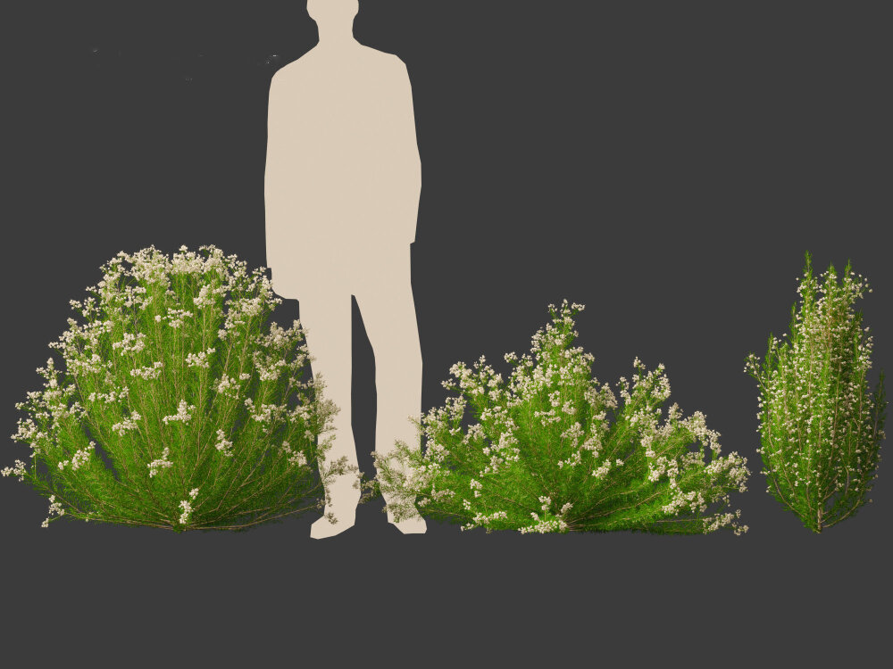 Erica Arborea – Tree Heath 3D model - Download Bushes on 3DModels.org