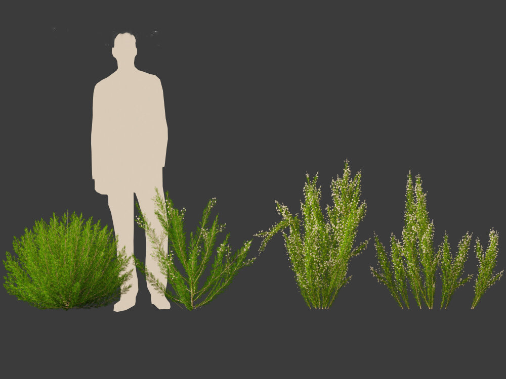 Erica Arborea – Tree Heath 3D model - Download Bushes on 3DModels.org