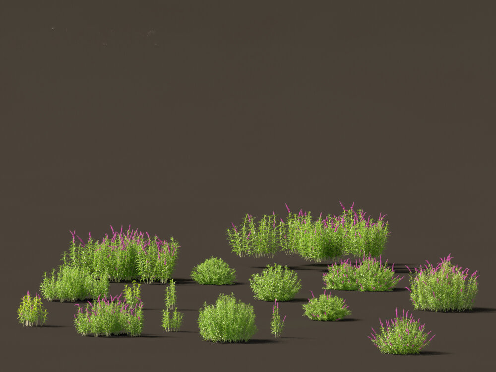 Mexican Bush Sage – Salvia Leucantha 3D model - Download Flowers on ...